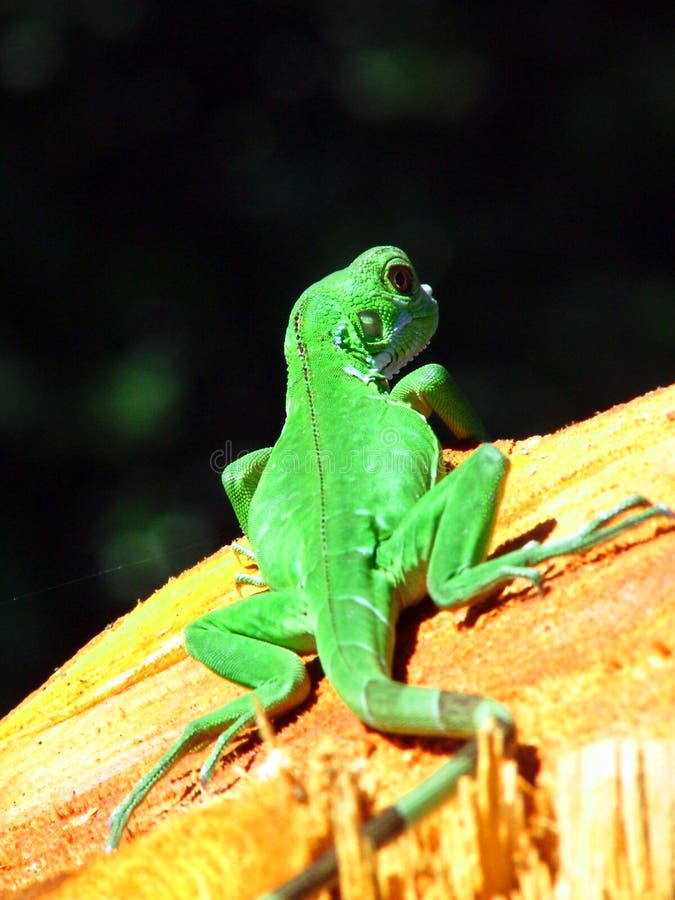 Green gecko stock image. Image of jungle, bright, masoala - 6976065