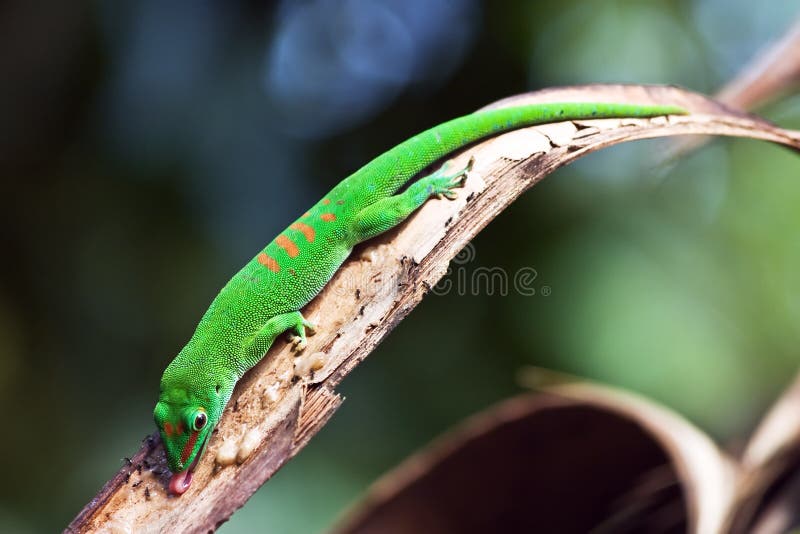 Green gecko stock image. Image of africa, macro, endangered - 6976069