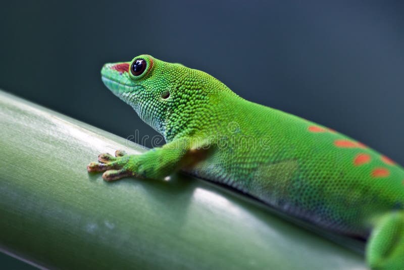 Green gecko stock photo. Image of feed, lizard, ecology - 9111108