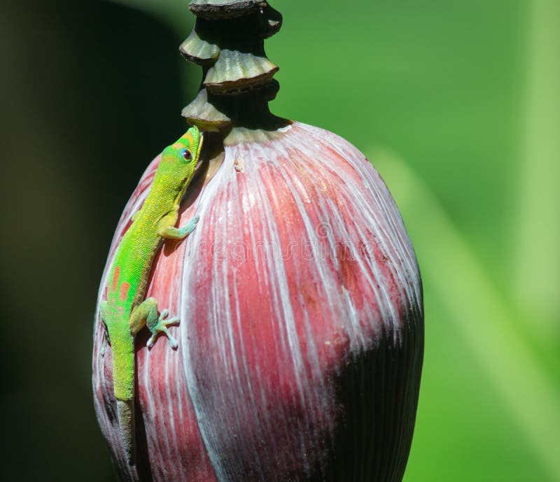 Green Gecko stock photo. Image of color, flower, detail - 77885624