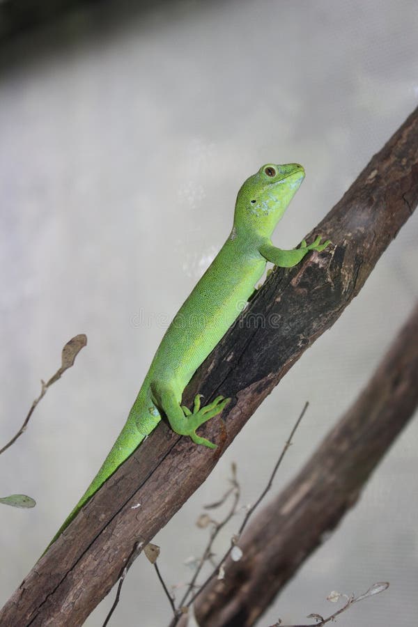 Green gecko on branch stock image. Image of wildlife - 38650333