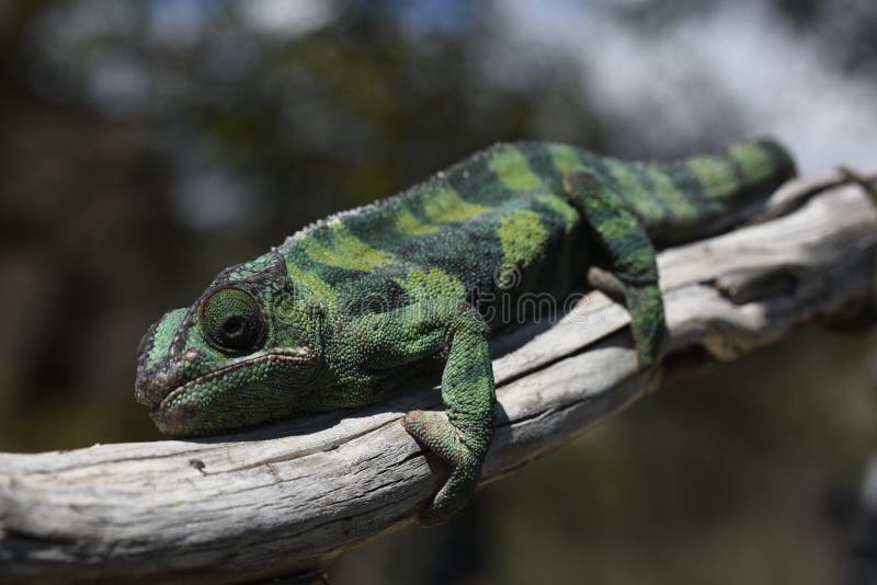 Green gecko stock image. Image of animal, texture, pardalis - 142470651