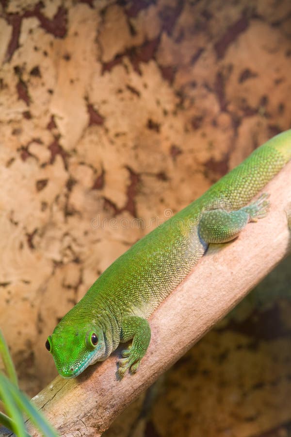 Green Gecko down stock photo. Image of gecko, twig, reptiles - 38155864