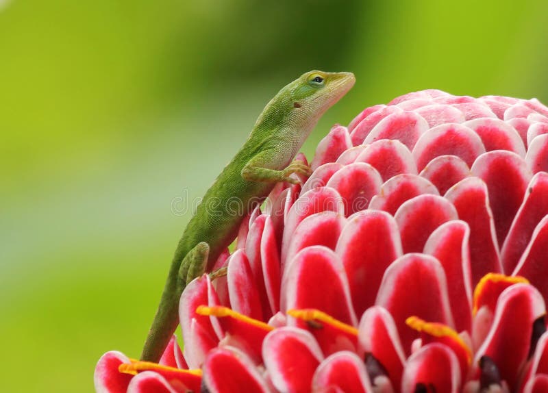 Hawaiian Gecko stock photo. Image of palm, island, coconut - 46432444