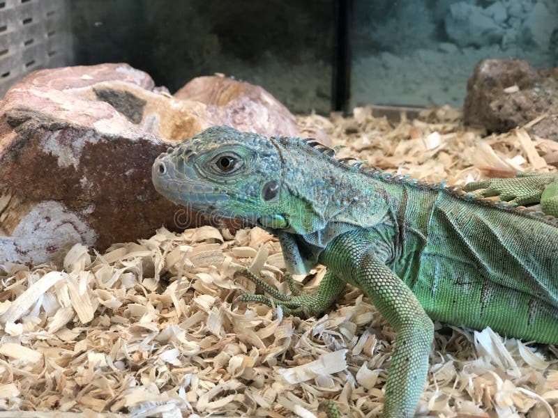 Green gecko stock photo. Image of green, looking, amphibian - 250123430