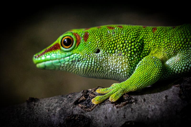 220 Gecko Hanging Stock Photos - Free & Royalty-Free Stock Photos from ...