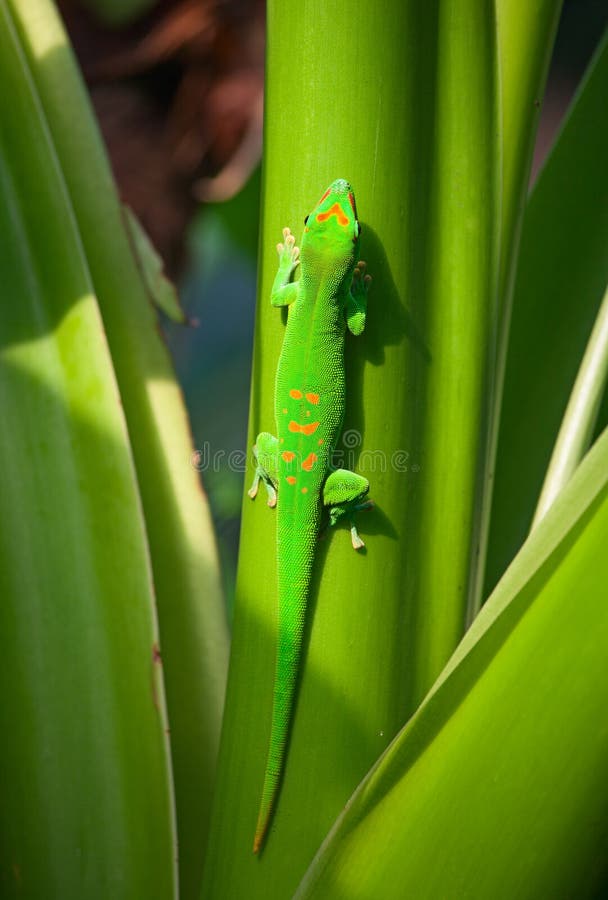 Green gecko stock image. Image of gecko, masoala, lizard - 95021303