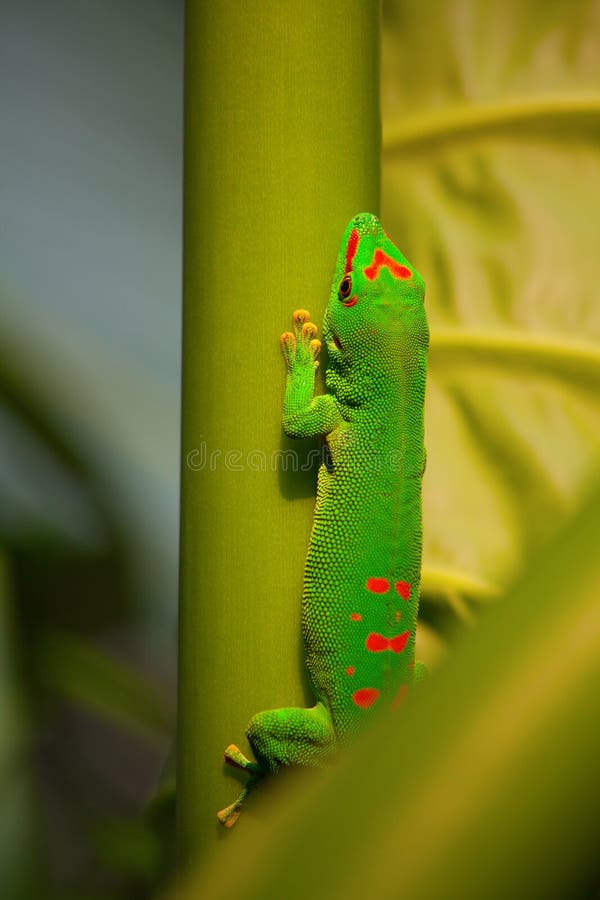 Green gecko stock photo. Image of nature, change, endangered - 95021852