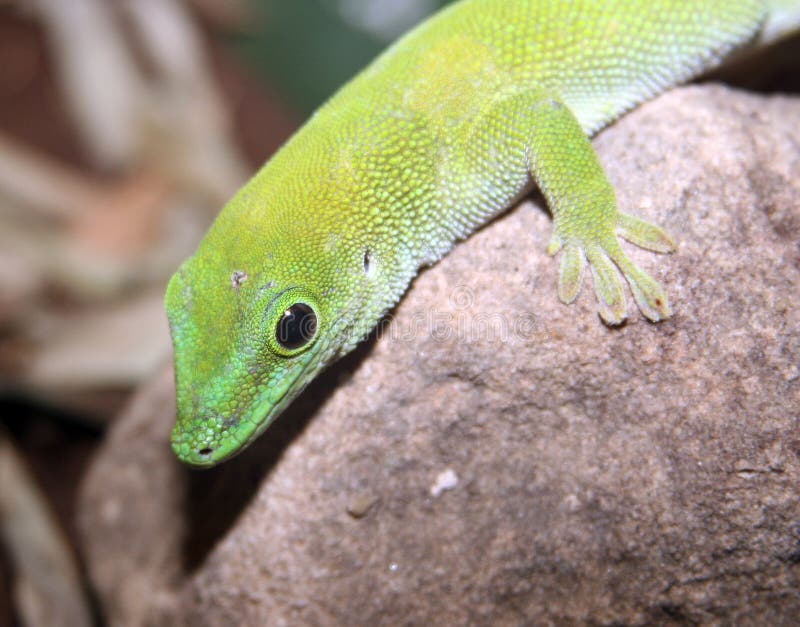 Green gecko lizard stock image. Image of africa, gecko - 11943363