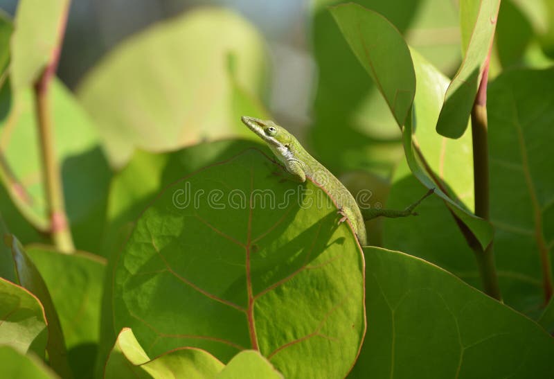 Green Gecko Lizard on the Edge of a Leaf Stock Photo - Image of wild, lizard: 283418072