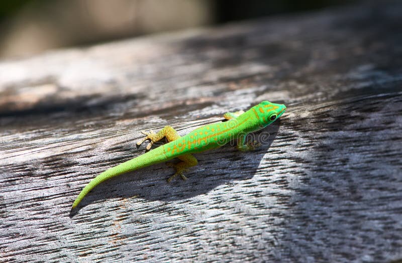 Green Gecko Lizard Eating Apple Core Stock Photo - Image of environment ...