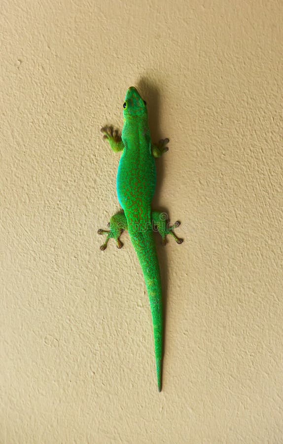 White-headed dwarf gecko stock image. Image of striped - 16968253