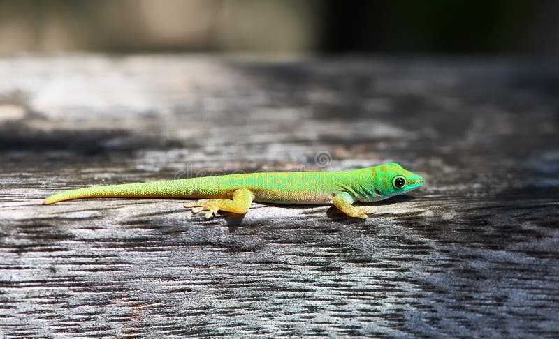 Green Gecko Lizard Eating Apple Core Stock Photo - Image of environment ...