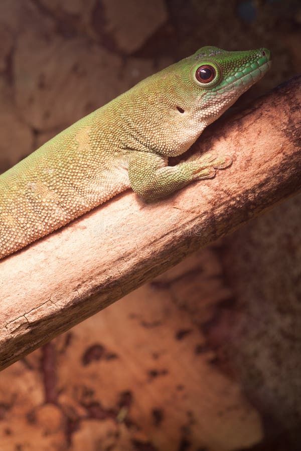 Green Gecko on the Tree Branch Stock Photo - Image of snout, nature ...