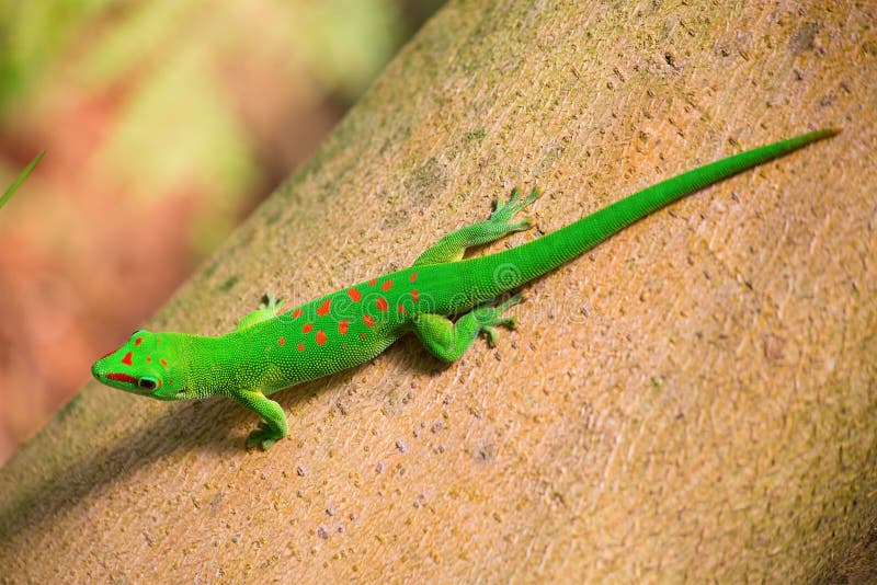 Green gecko stock photo. Image of change, rain, chameleon - 103730378
