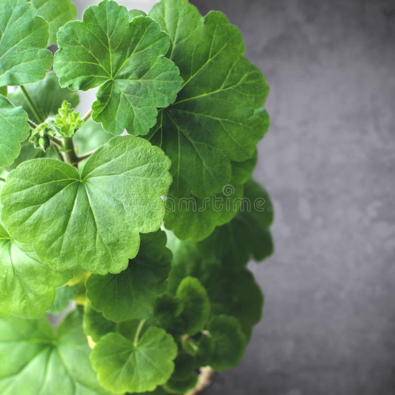 Green geranium bush stock photo. Image of growth, heart - 89164160