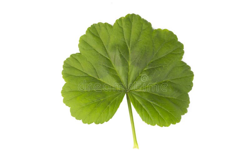 Green Geranium Leaf Isolated on White Background Stock Image - Image of ...
