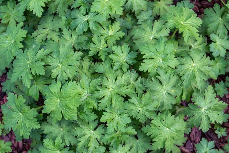 Green Geranium Leaves in the Garden. Stock Image - Image of europe ...