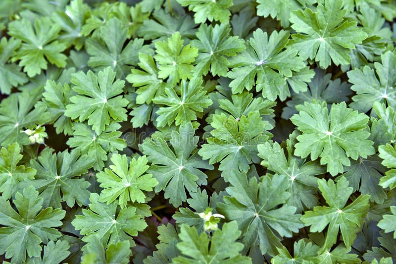 Green Geranium Leaves Texture Background Stock Image - Image of ...