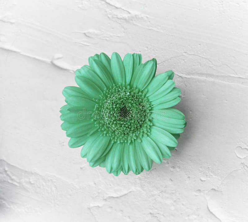 Green Gerbera Daisy Isolated on White Stock Photo - Image of design ...