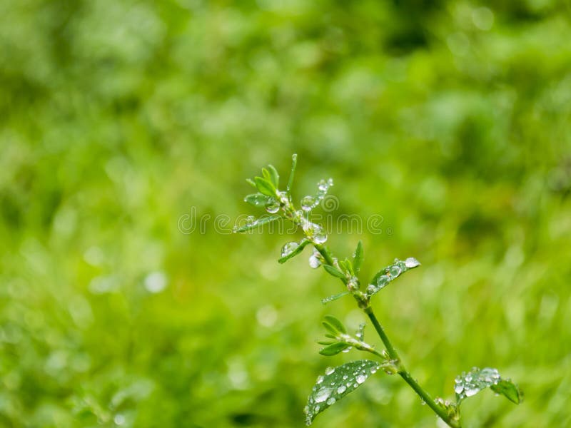 Green germ stock image. Image of rain, morning, microworld - 44570093