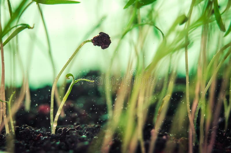 Green germinated sprouts stock photo. Image of grow, dirt - 92325664