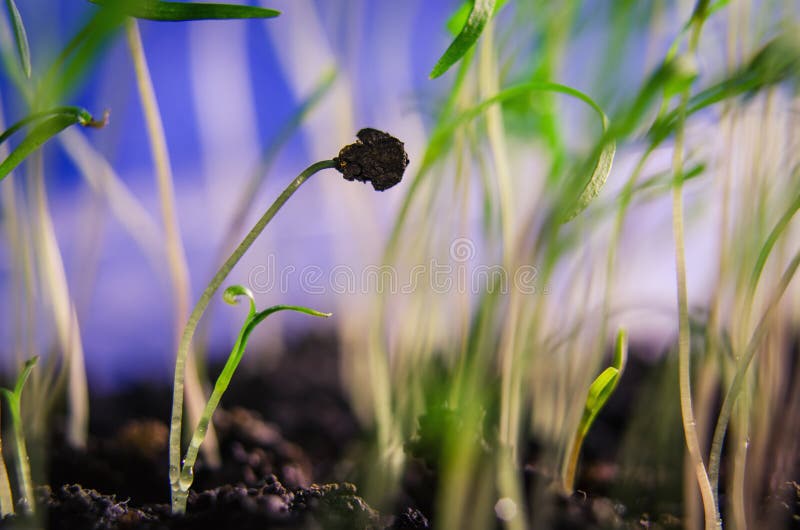 Green germinated sprouts stock photo. Image of nature - 92325680