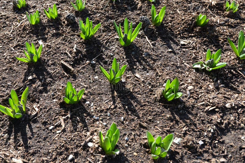 Green Germination Seedling and Tulip Stock Photo - Image of nursery ...