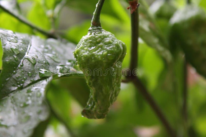 Green Ghost Skull stock image. Image of danger, ghost - 31610125