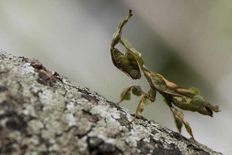 The Green Ghost Mantis stock photo. Image of mantis - 143830692