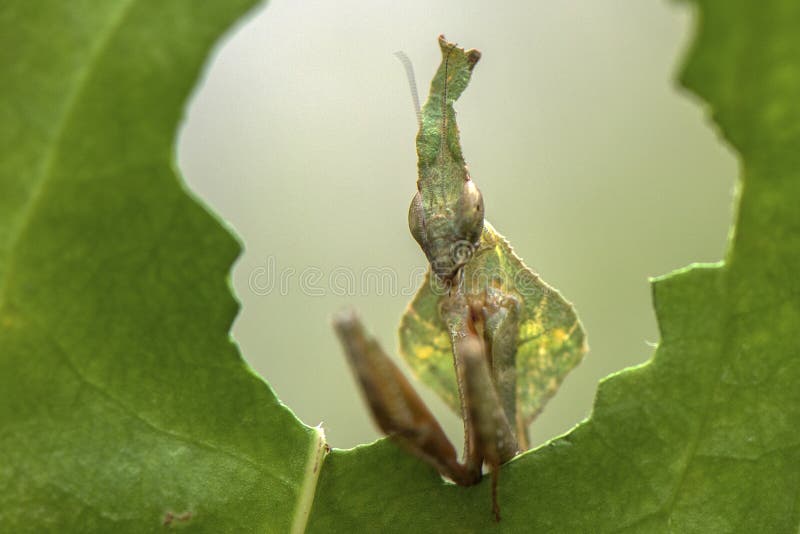 The Green Ghost Mantis stock image. Image of mantis - 143830719