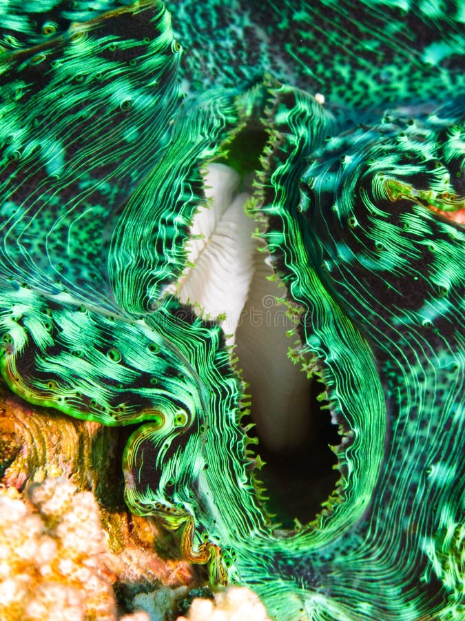 Paua Shell stock image. Image of vibrant, snail, curved - 35742549