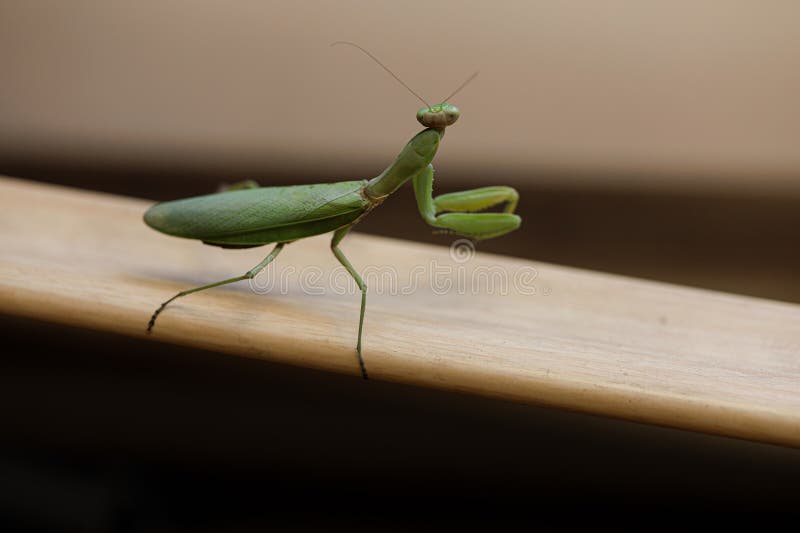 A Green Giant Praying Mantis Green Mantis Insect Macro Photo Stock ...