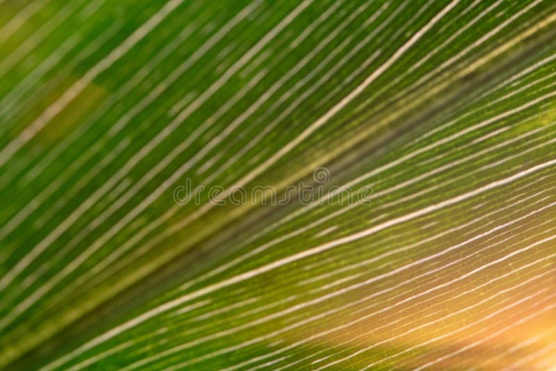 Green Ginger Leaf in a Large Close-up Against the Background of ...