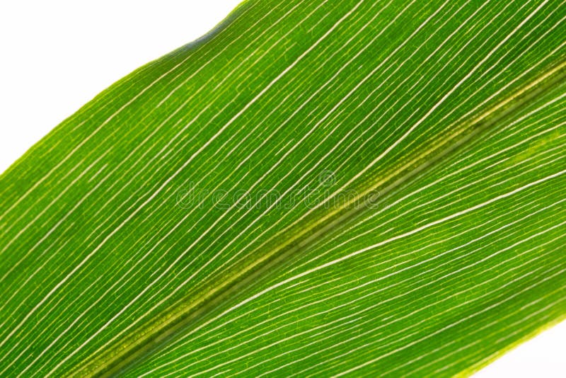 Green Ginger Leaf in a Large Close-up Against the Background of ...
