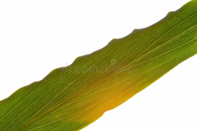 Green Ginger Leaf in a Large Close-up Against the Background of ...