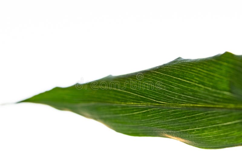 Green Ginger Leaf in a Large Close-up Against the Background of ...