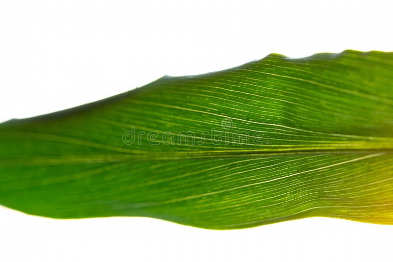 Green Ginger Leaf in a Large Close-up Against the Background of ...
