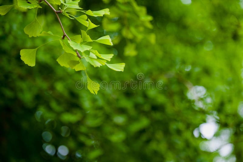Green Ginkgo Trees in the Park Stock Image - Image of autumn, china ...