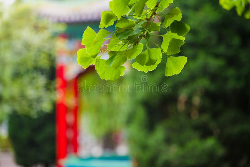 Green Ginkgo Trees in the Park Stock Image - Image of park, fresh ...