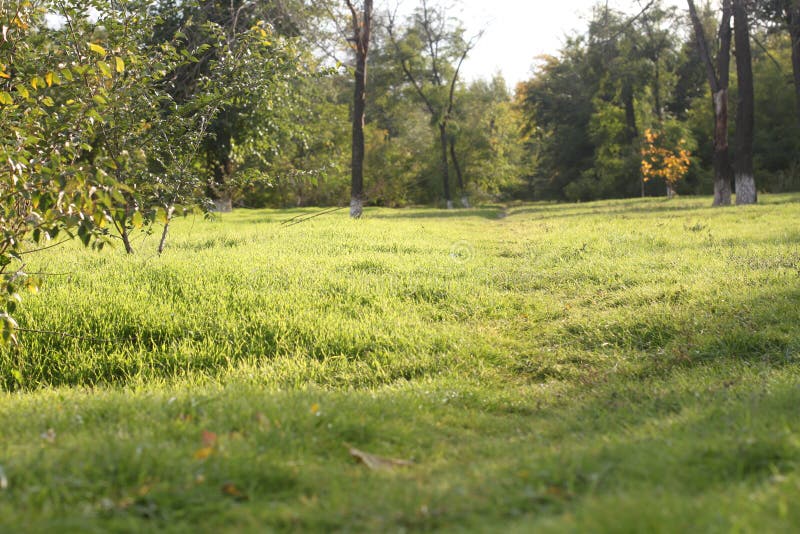 Green glade in park stock photo. Image of glade, landscape - 21887978