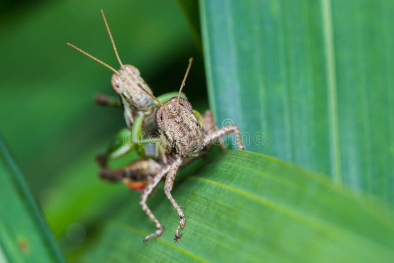 Green Glasshopper on Green Leaf Stock Photo - Image of white, plant ...