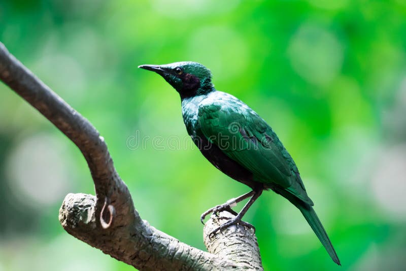 Green Glossy Starling Perched on a Tree. Metallic Green Colored Bird ...