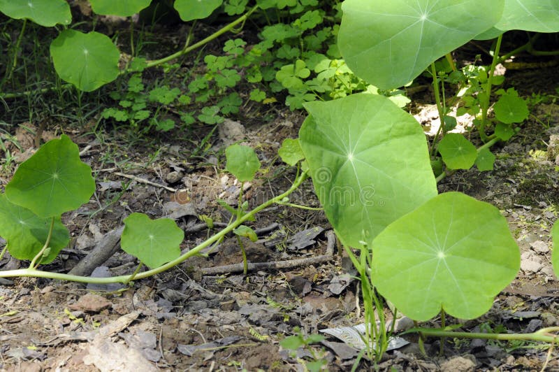A rich green plant stock photo. Image of green, plants - 111470436