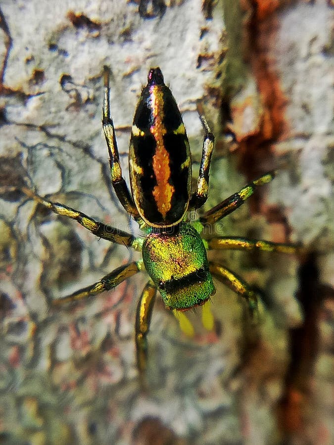 Green Glowing Jumping Spider on a Tree Stock Photo - Image of small ...