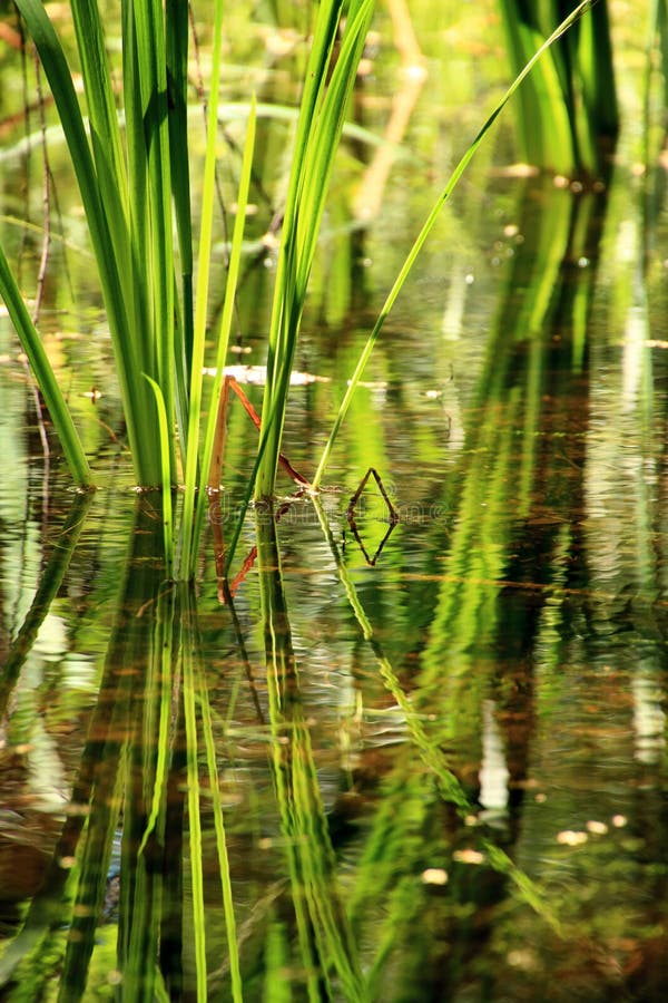 Green Reflection, Stalks in the Water Stock Photo - Image of lake, flea ...