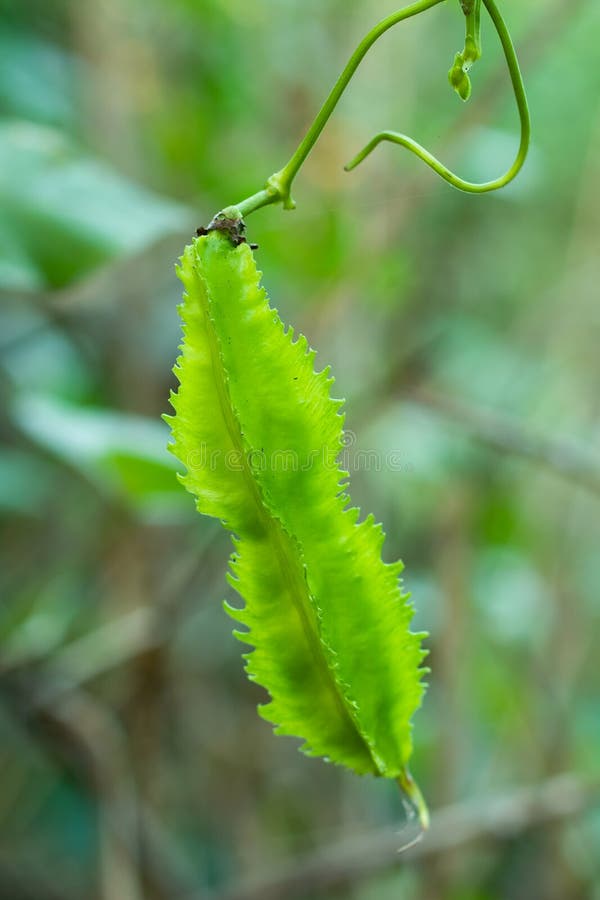Green Goa-bean or Leguminosae Vegetable Stock Photo - Image of ...