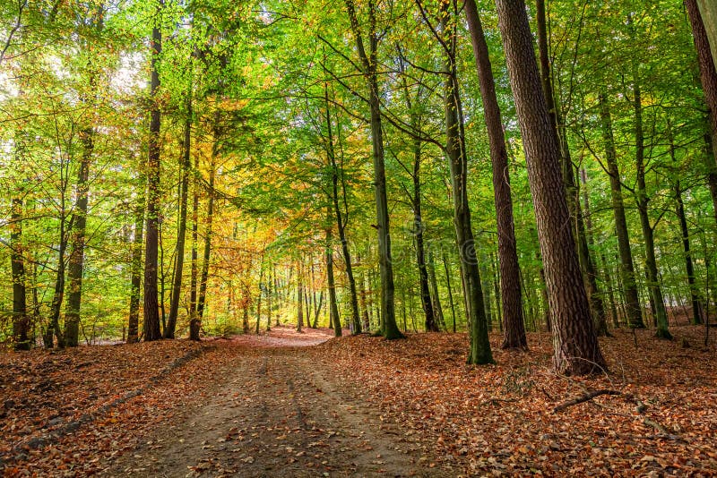 Green and Gold Autumn in the Forest Stock Photo - Image of landscape ...