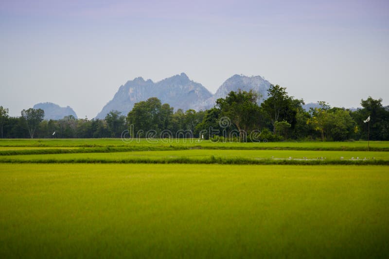 Green and Gold Rice Fields with High Voltage Tower Background Stock ...