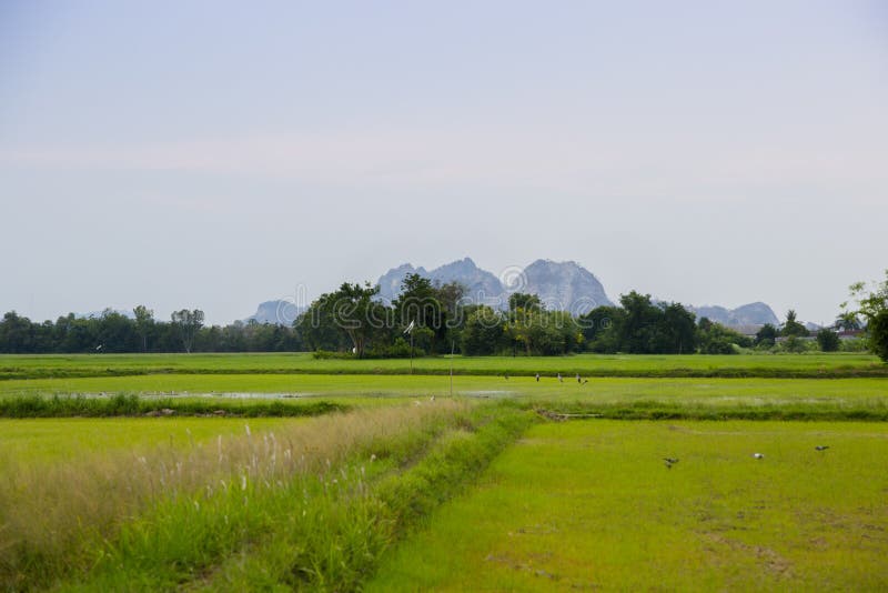Green and Gold Rice Fields with High Voltage Tower Background Stock ...